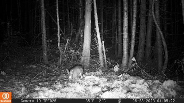 Painted Forest Carbon Project: Forest Management Project - Perimeter Forest