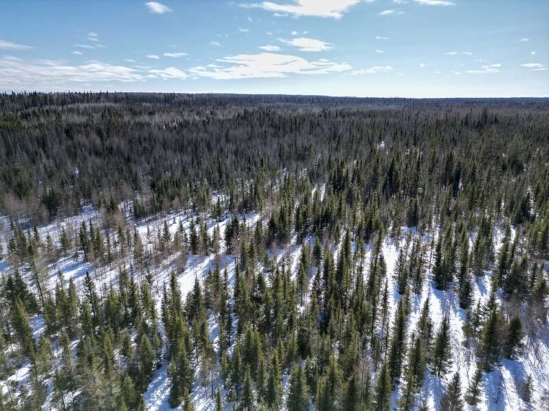 Taiga Forest Carbon Project Forest Management Project - Perimeter Forest