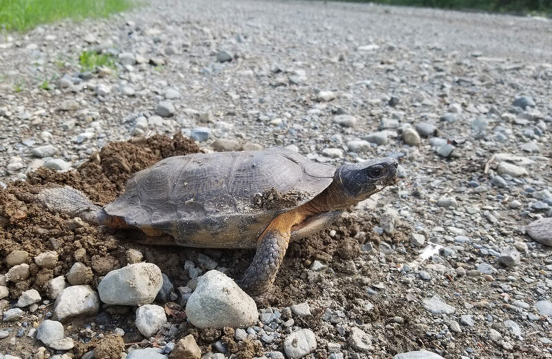 Nature Credits - Perimeter Forest