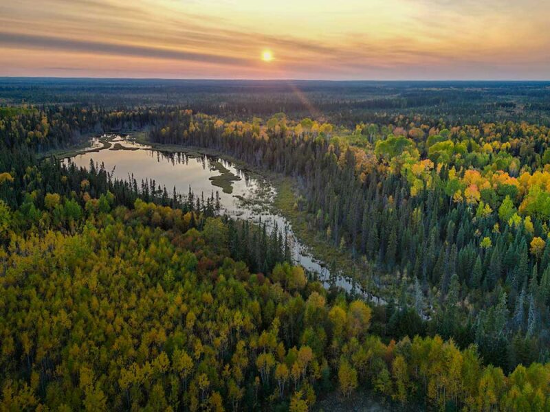 Forest Management & Nature Projects - Perimeter Forest